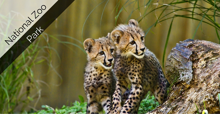 National Zoo - Tour Washington DC - Washington DC Group ToursTour ...